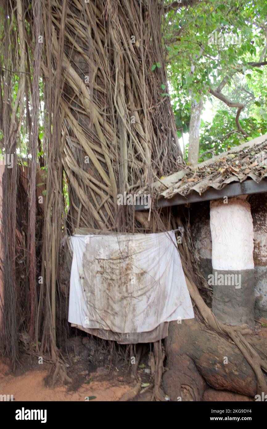 Temple of Pythons, tree where sacrifices are made, Ouidah, Benin Stock ...