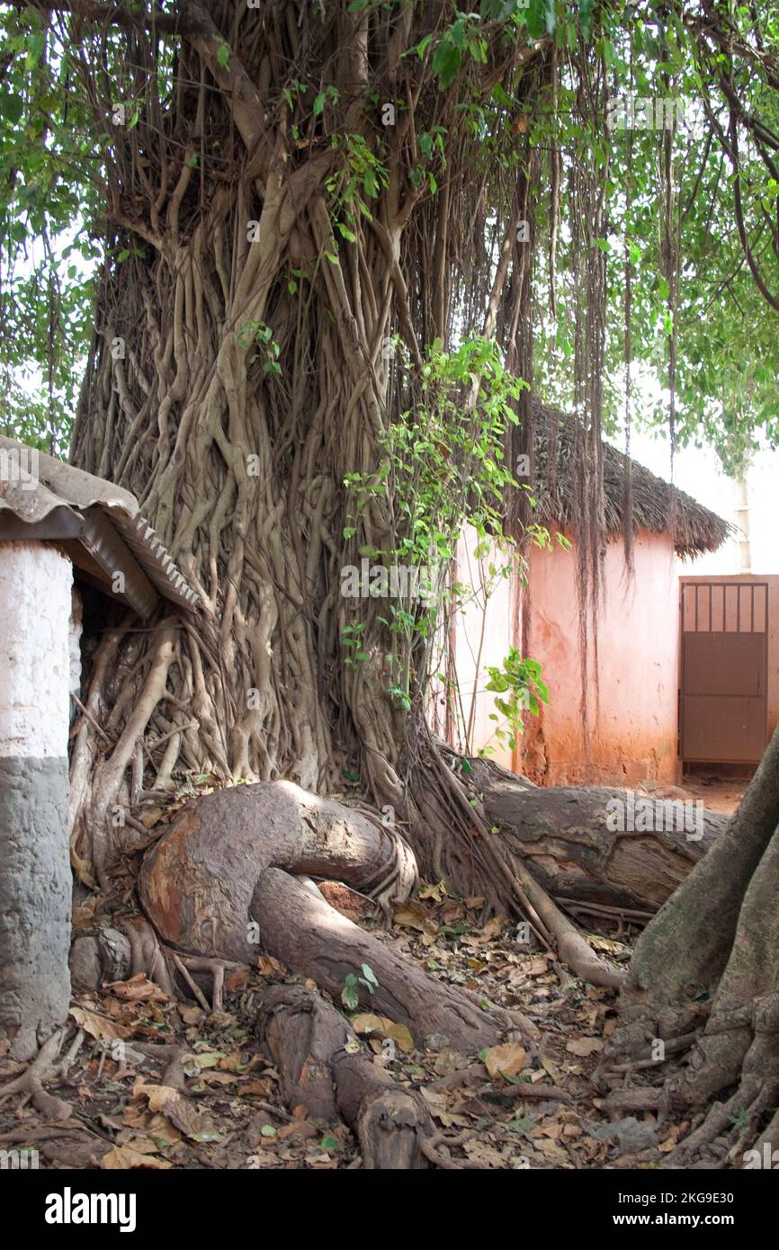 Iroko tree at entrance to temple, Temple of Pythons, Ouidah, Benin ...