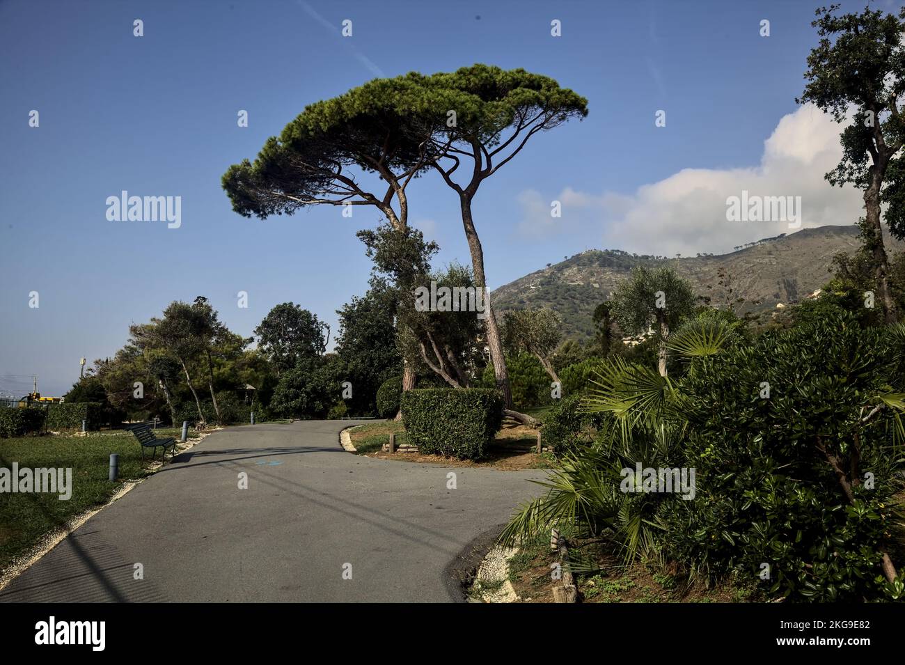 Bench between two trees in hi-res stock photography and images - Alamy