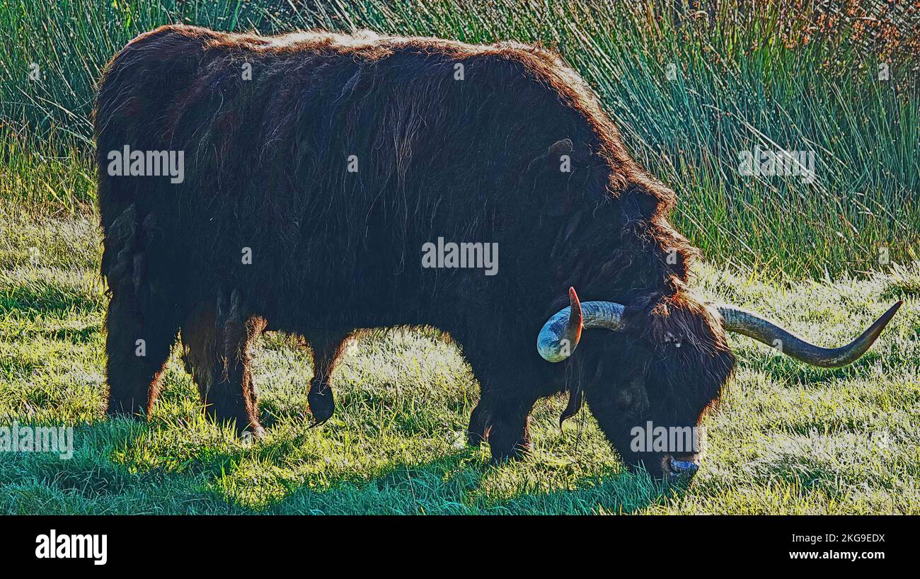 Dark brown Scottish Highland bull grazing in a meadow Stock Photo - Alamy