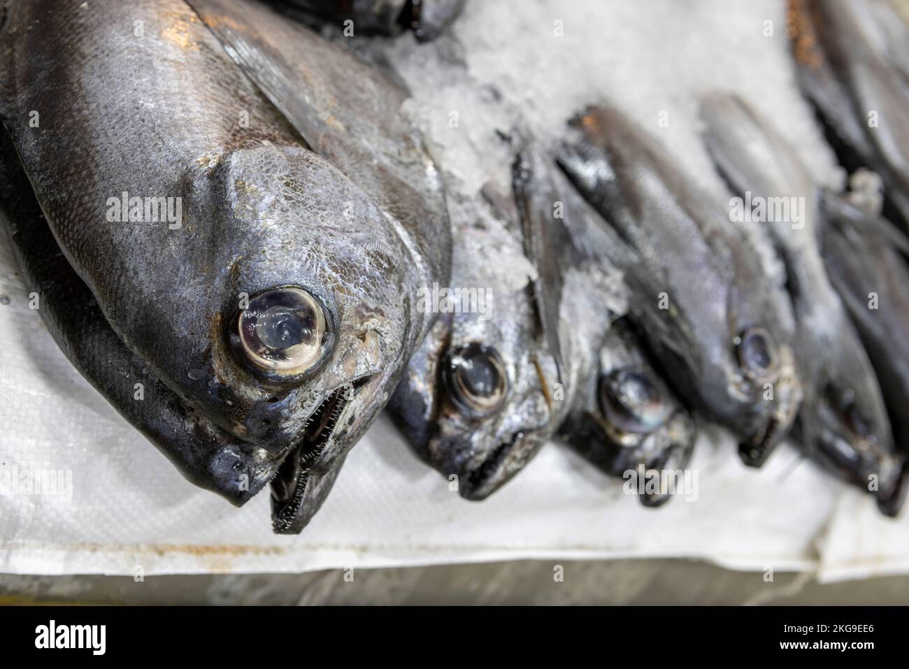 Fresh fish at the Central Market (Mercado Central) in Santiago de Chile ...