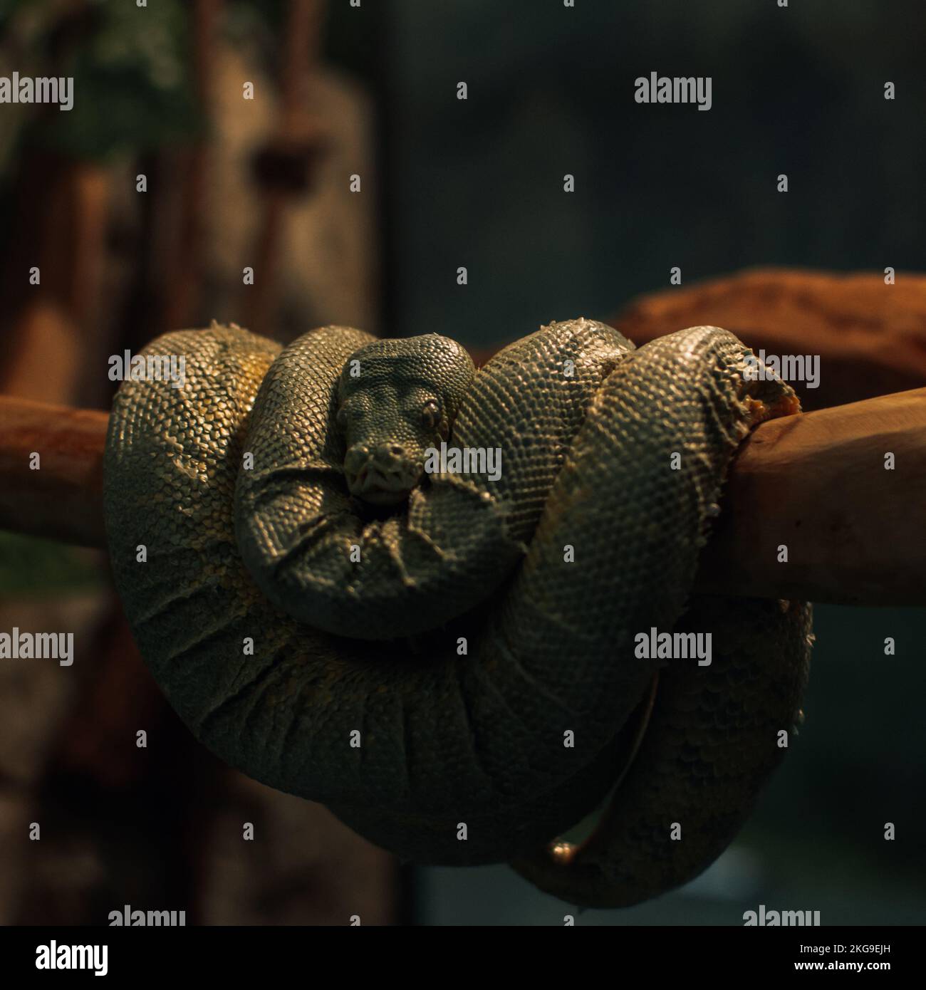 Snake curled on tree branch hi-res stock photography and images - Alamy