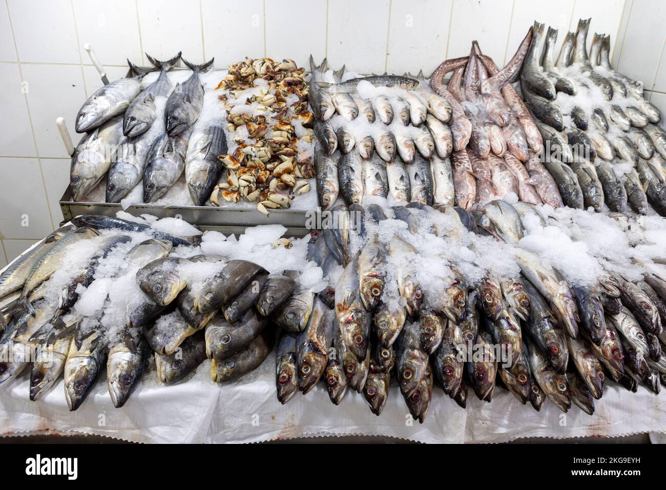 Selection of fish and seafood at the Central Market (Mercado Central ...