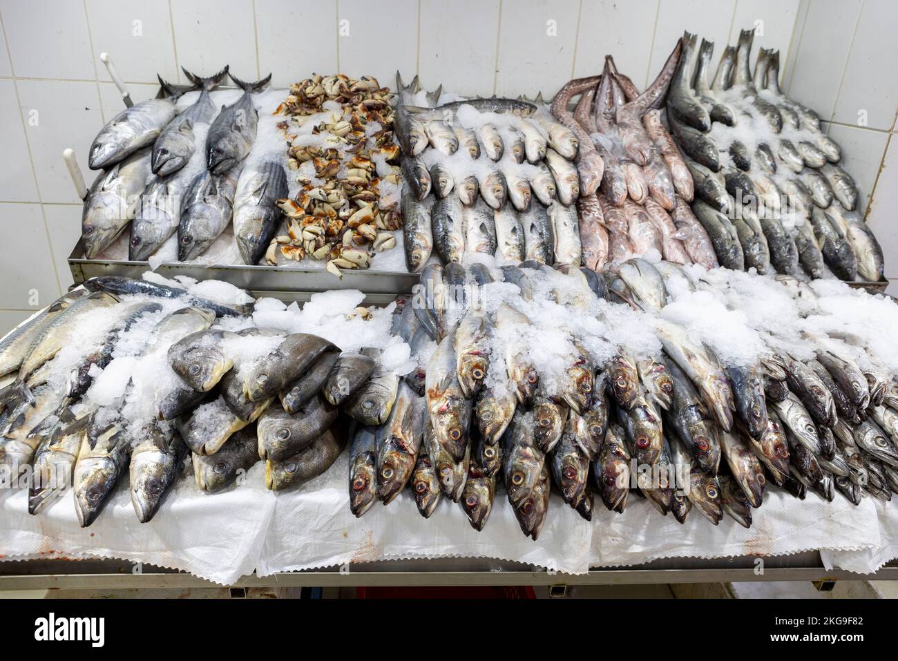 Selection of fish and seafood at the Central Market (Mercado Central ...