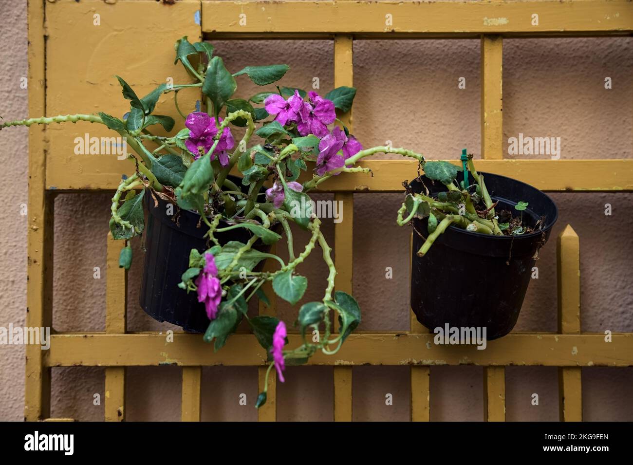 Gate plants hanging on building hi-res stock photography and images - Alamy