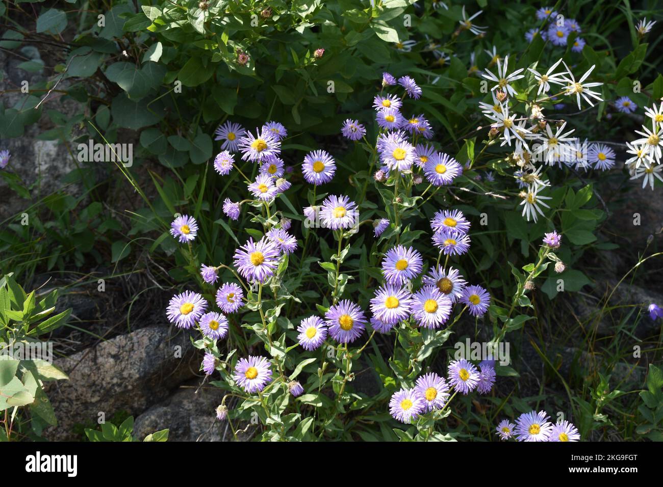 An Aromatic aster bush, Aster oblongifolius under the sunlight Stock ...