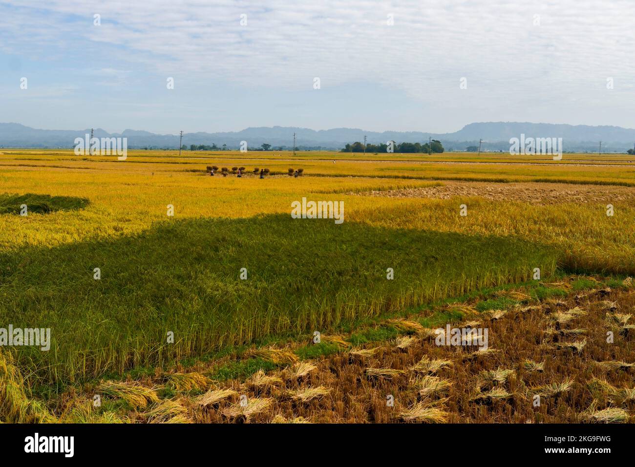Dhaka, Dhaka, Bangladesh. 20th Nov, 2022. Farmers harvest rice at a ...