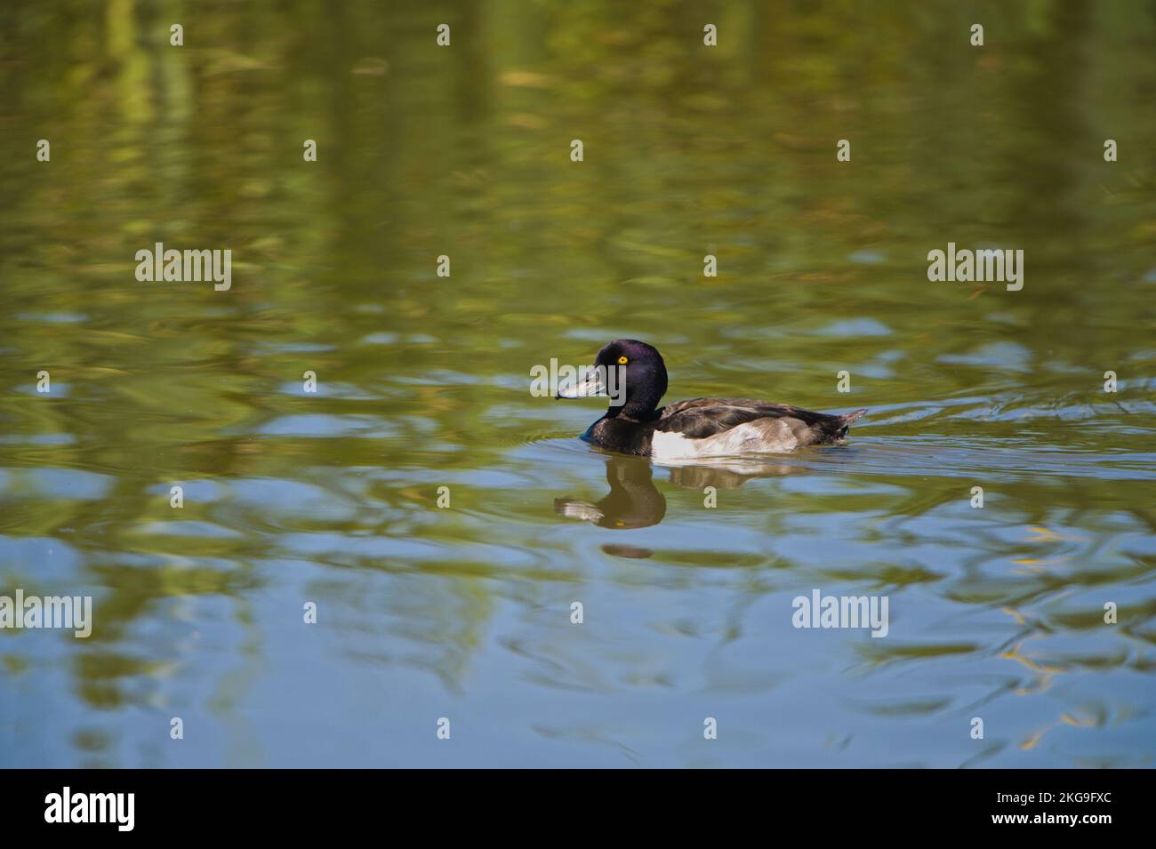 Pico duck hi-res stock photography and images - Alamy