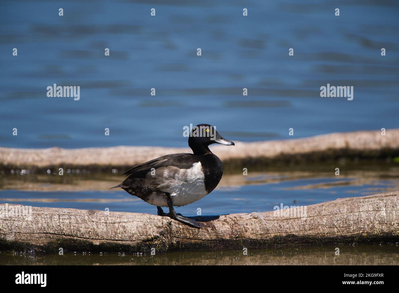 Pico duck hi-res stock photography and images - Alamy