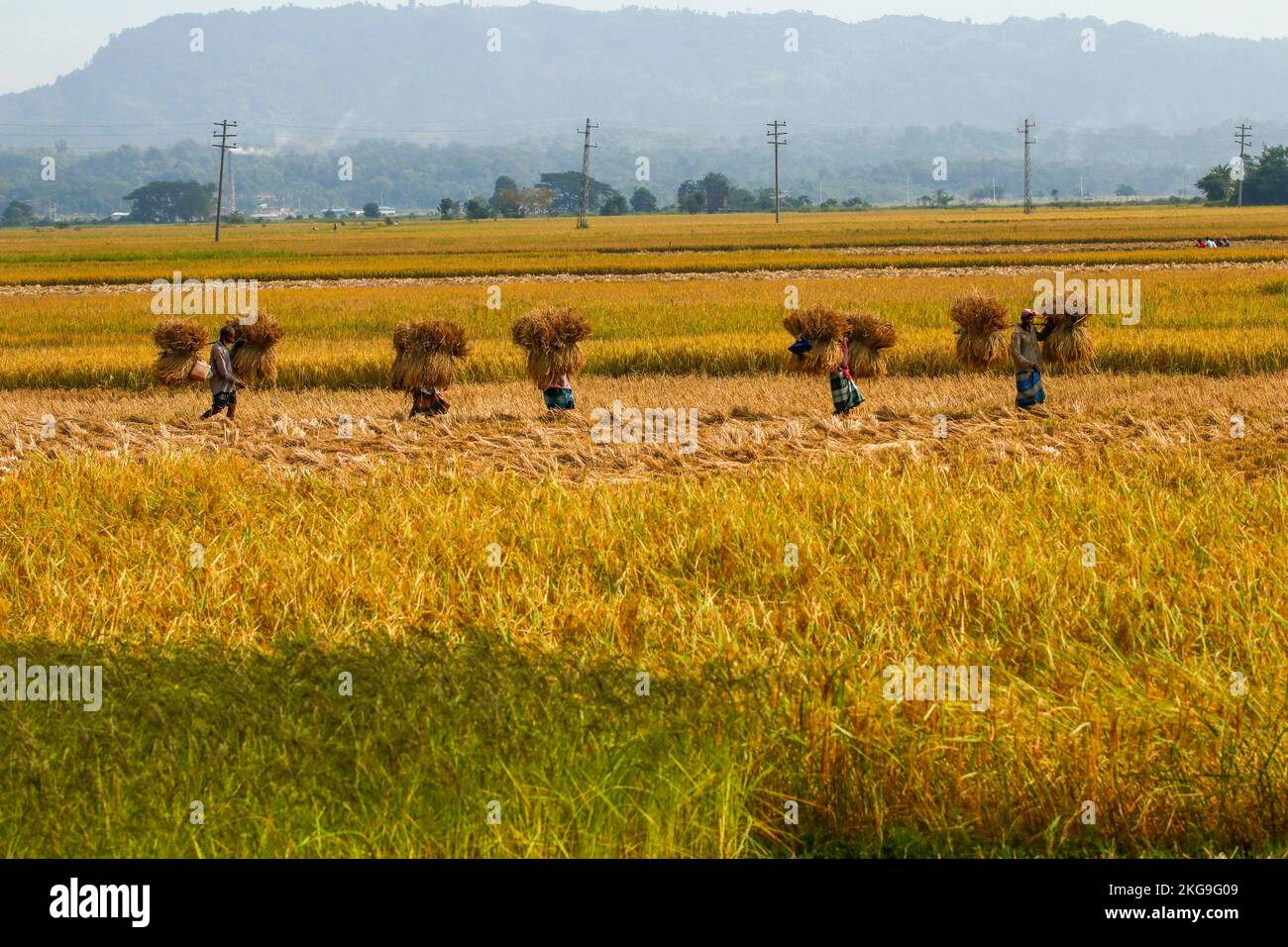 Dhaka, Dhaka, Bangladesh. 20th Nov, 2022. Farmers harvest rice at a ...