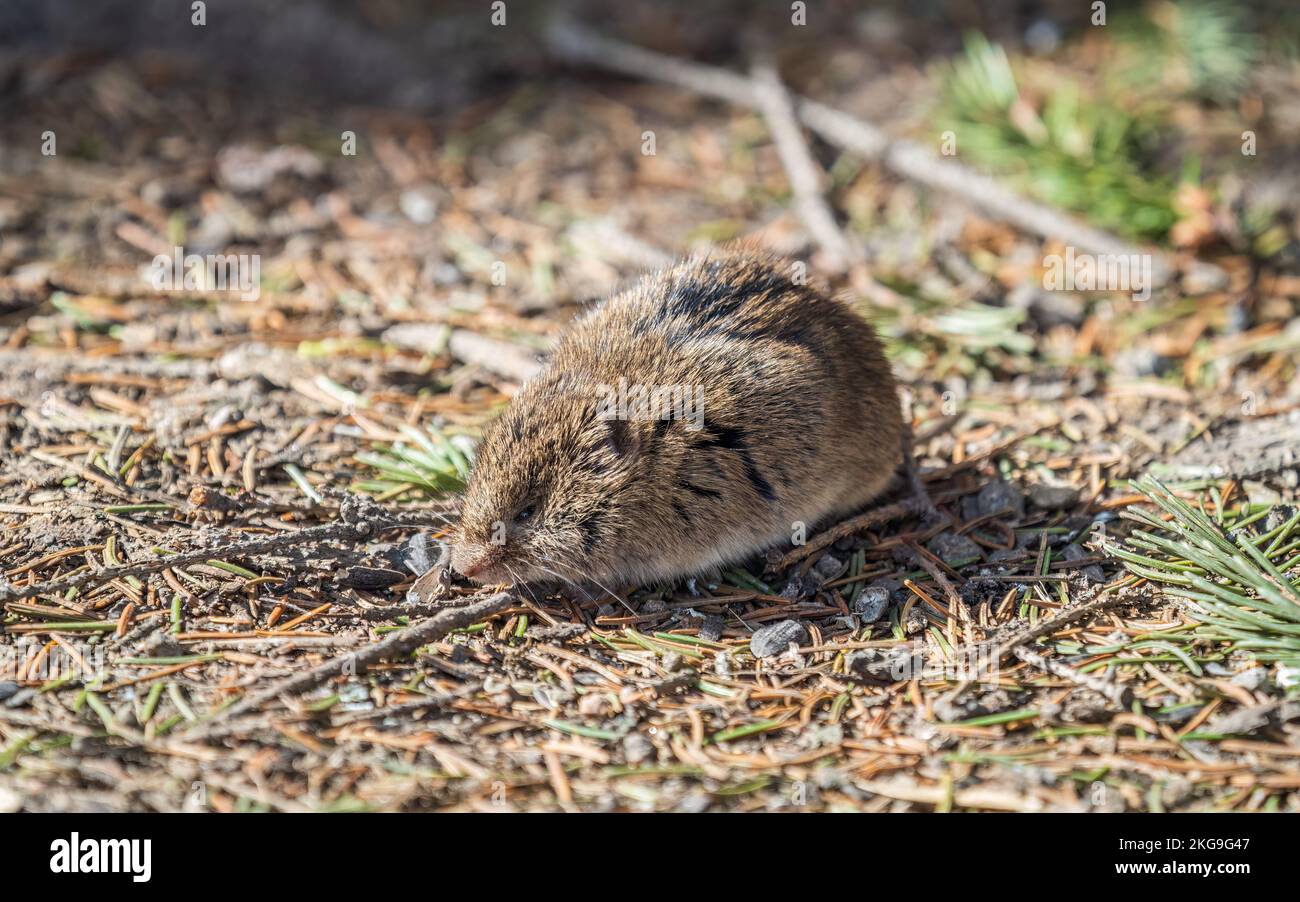 A closeup of a Common vole on the ground with a blurry background ...