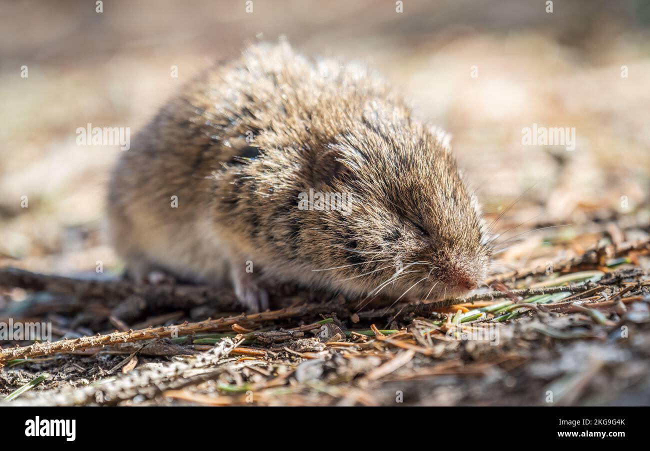 A closeup of a Common vole on the ground with a blurry background ...