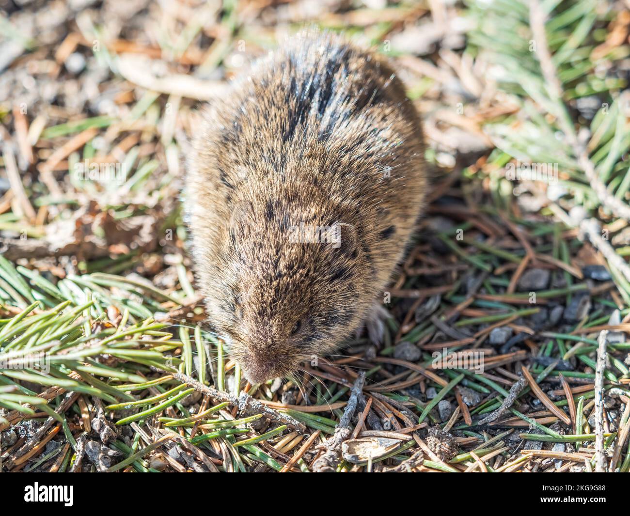 A closeup of a Common vole on the ground with a blurry background ...