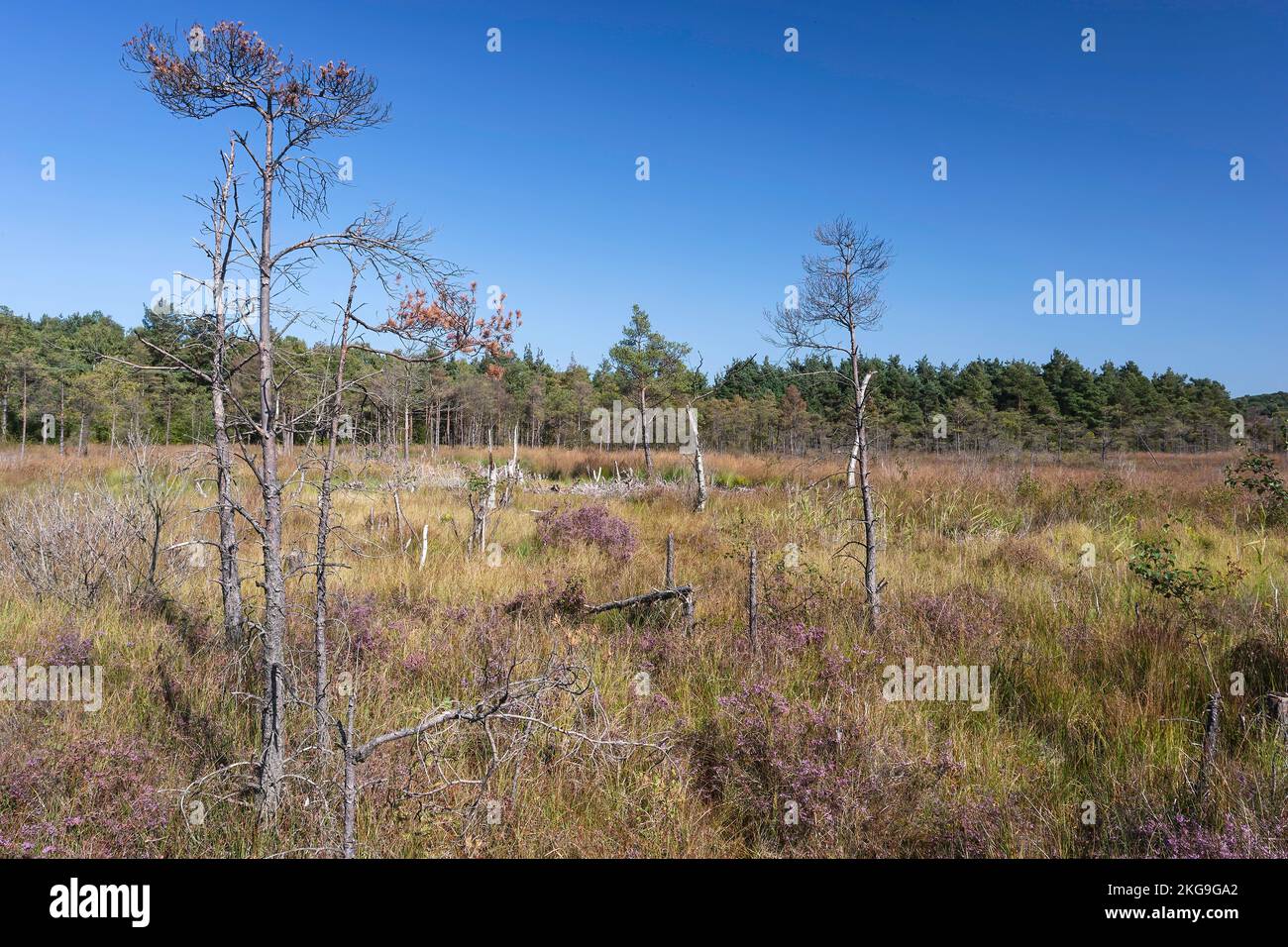 Acid valley mires hi-res stock photography and images - Alamy