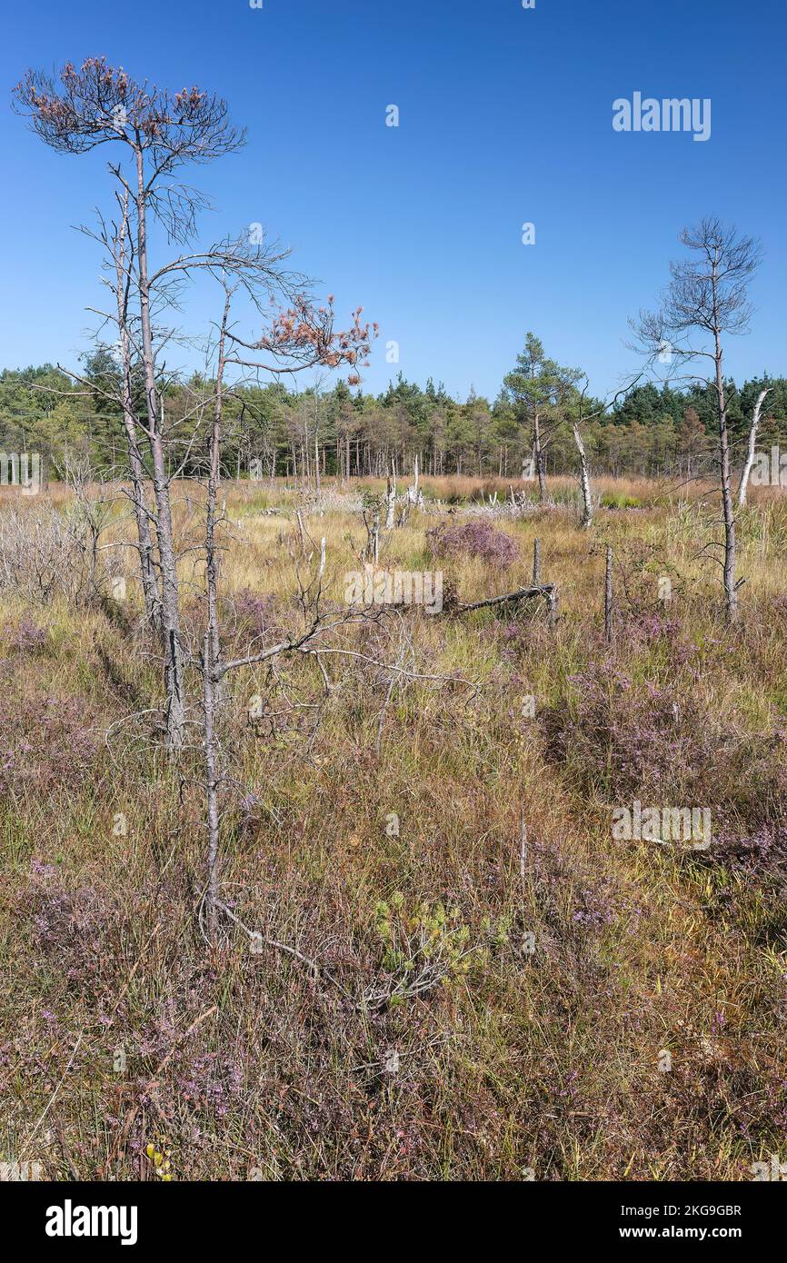 Acid valley mires hi-res stock photography and images - Alamy