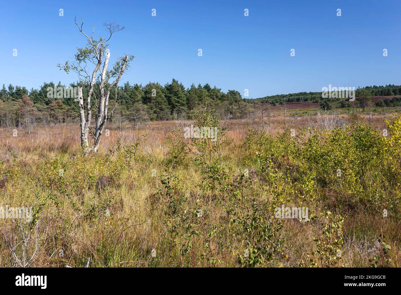 view of habitat of acid mire of Dersingham Bog, Norfolk, United Kingdom ...