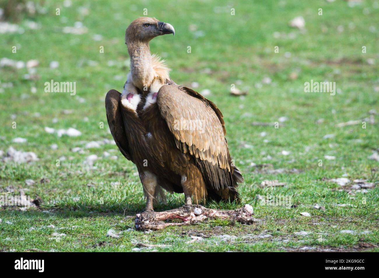 Common griffon hi-res stock photography and images - Alamy