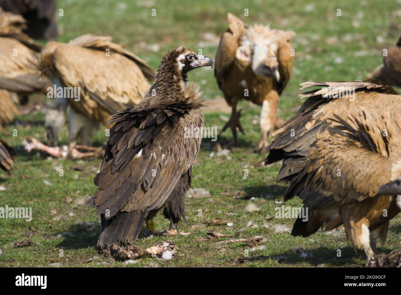 Raptor griffon hi-res stock photography and images - Alamy