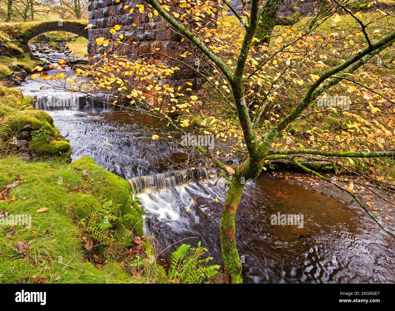 Trees bearing yellow autumn leaves over a quiet stream Stock Photo - Alamy