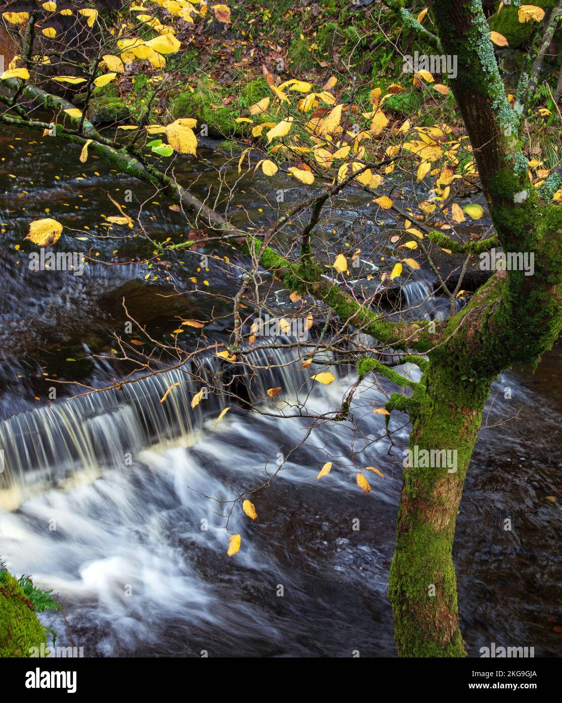 Trees bearing yellow autumn leaves over a quiet stream Stock Photo - Alamy