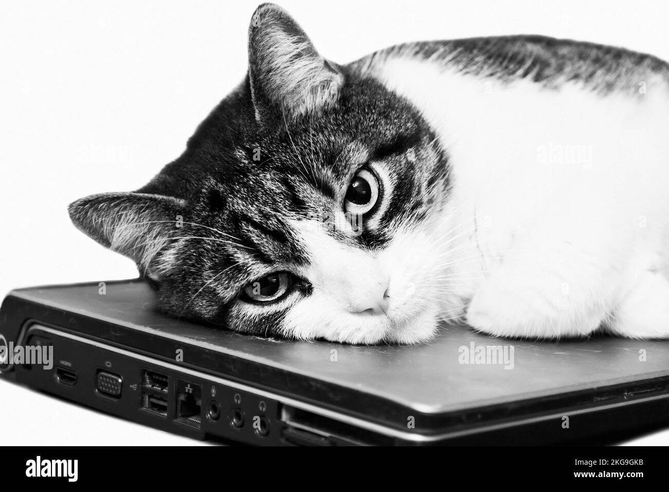 Success funny Black and White Stock Photos & Images - Alamy