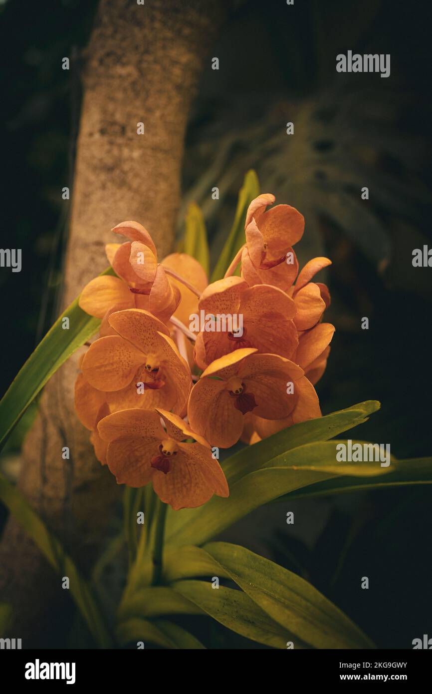 A vertical closeup of beautiful and delicate orange orchid flowers ...