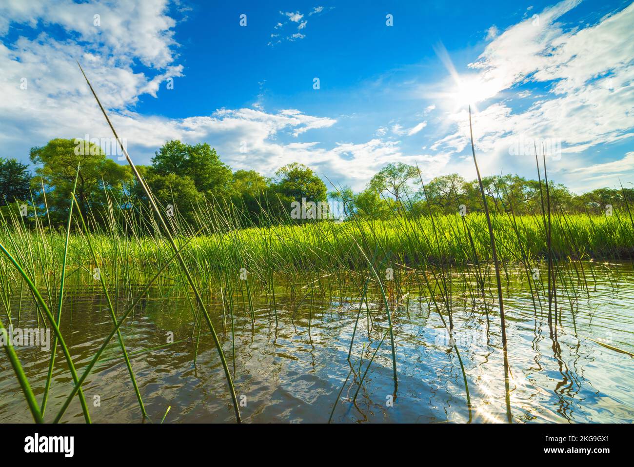 Sun and green bulrush on a beautiful river Stock Photo - Alamy
