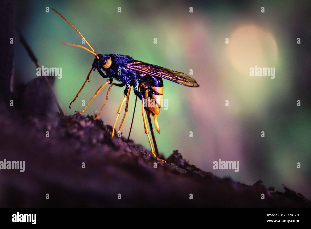 Bug under tree bark hi-res stock photography and images - Alamy