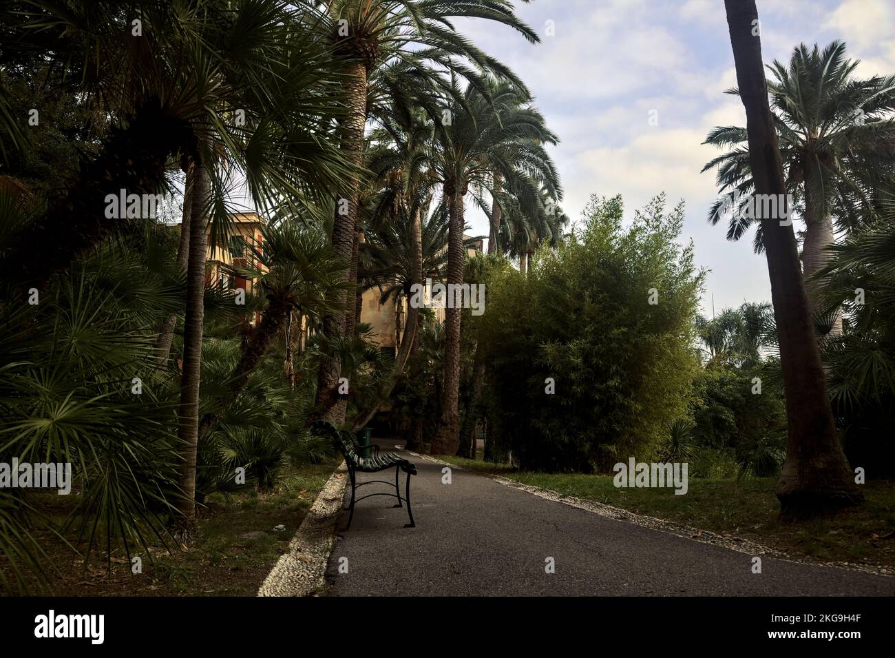 Bench in a shady path of a park Stock Photo - Alamy
