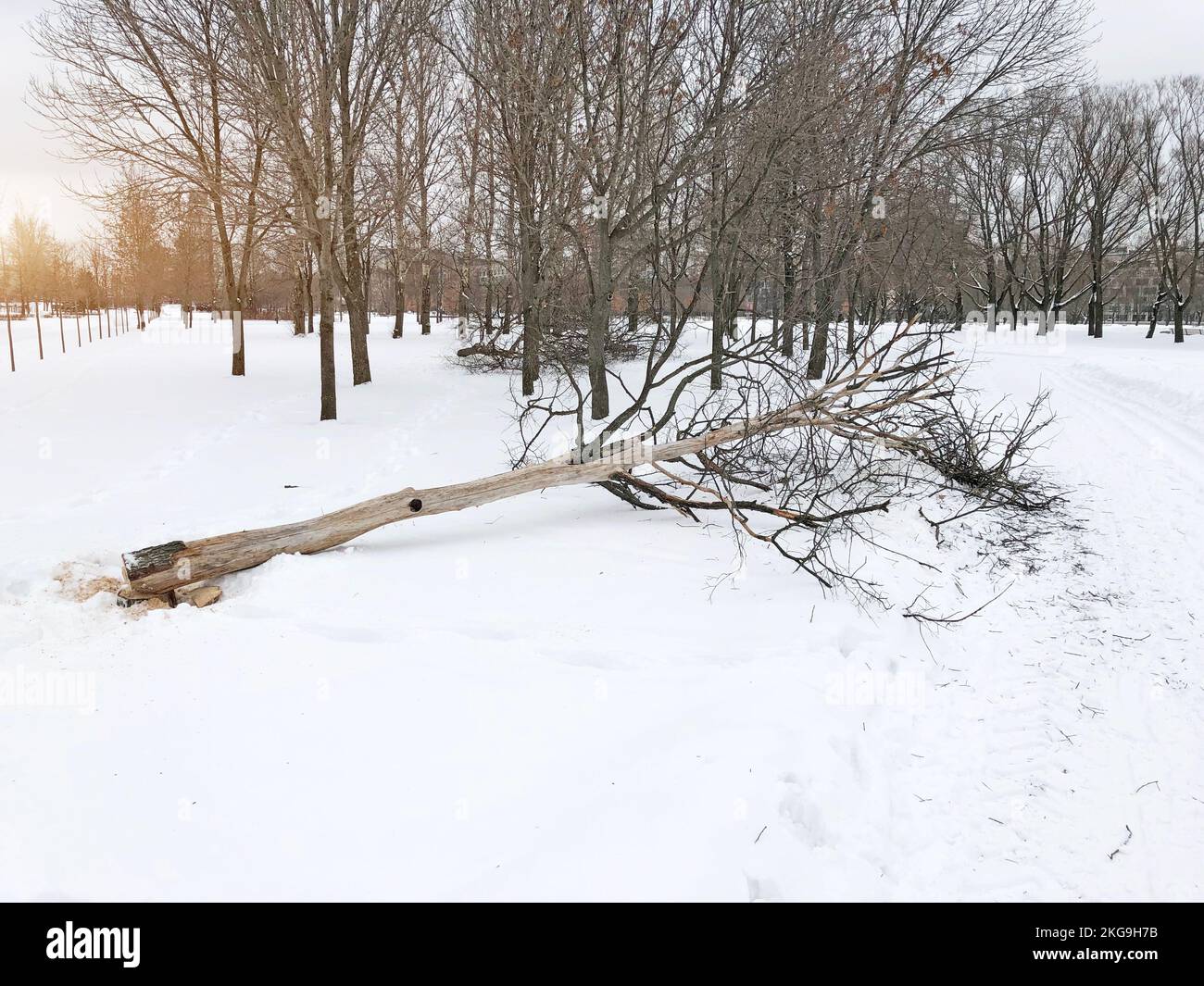 Cut dead trees in the park in winter Stock Photo - Alamy