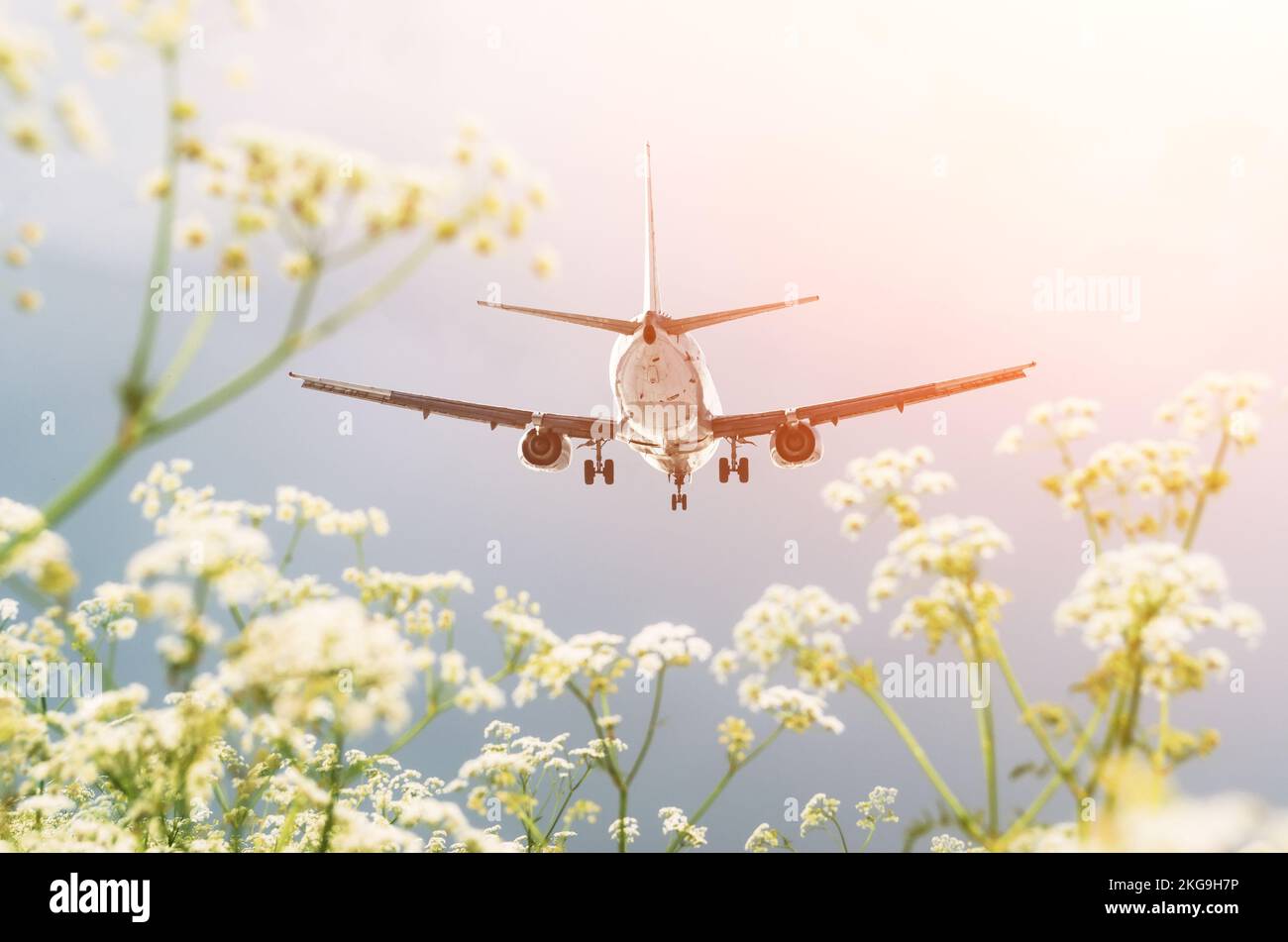 The plane flies before landing over the field of flowers in the spring ...