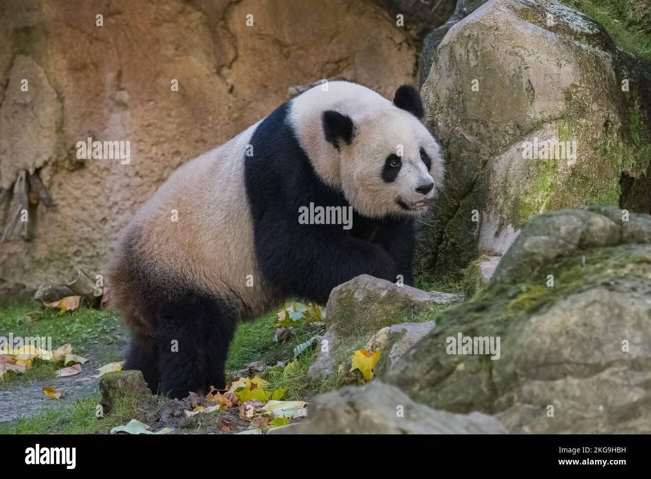 Panda walking hi-res stock photography and images - Alamy