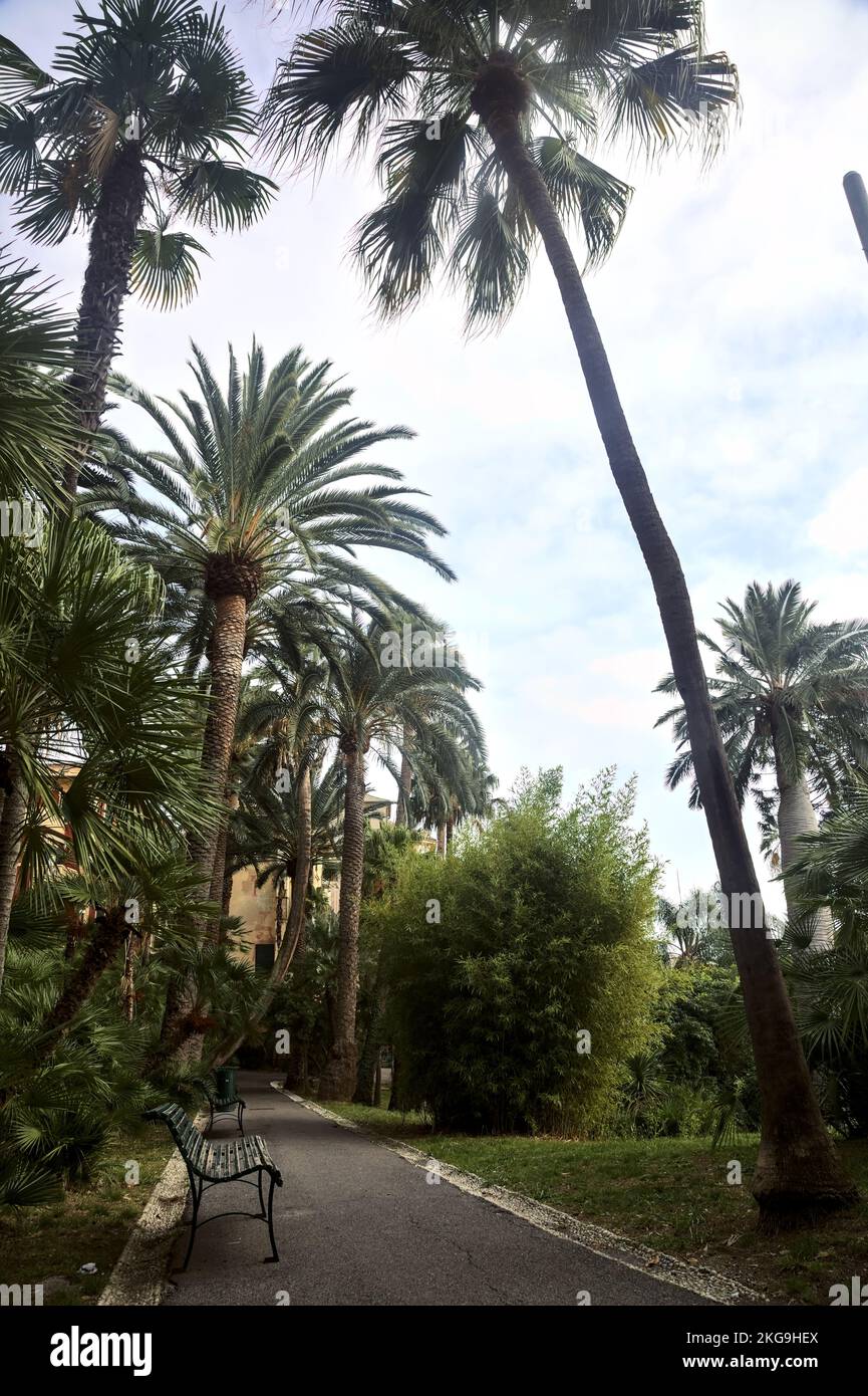 Bench in a shady path of a park Stock Photo - Alamy