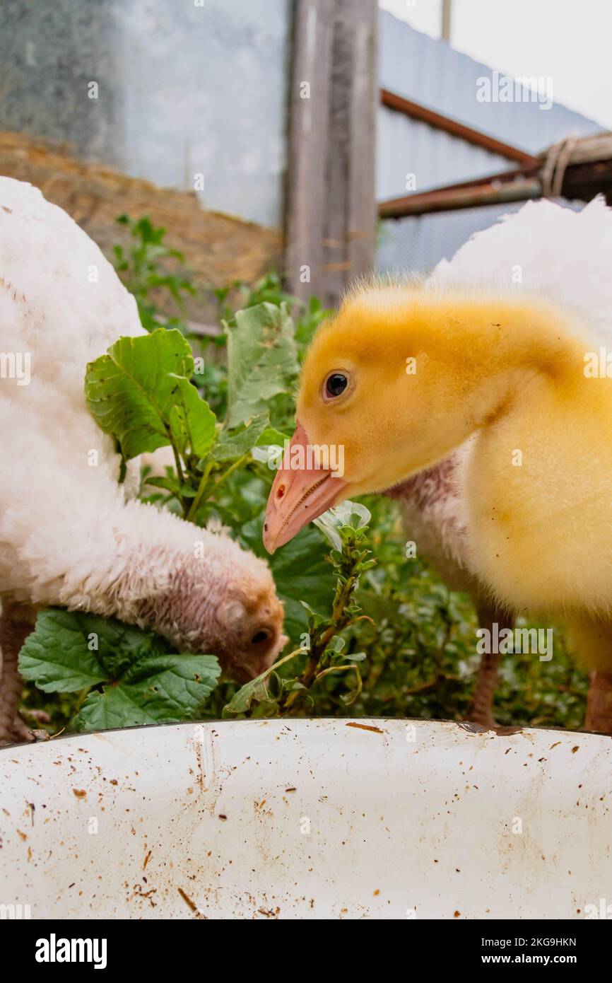 Gosling. Poultry farm for breeding geese. Little goose chicks in the ...