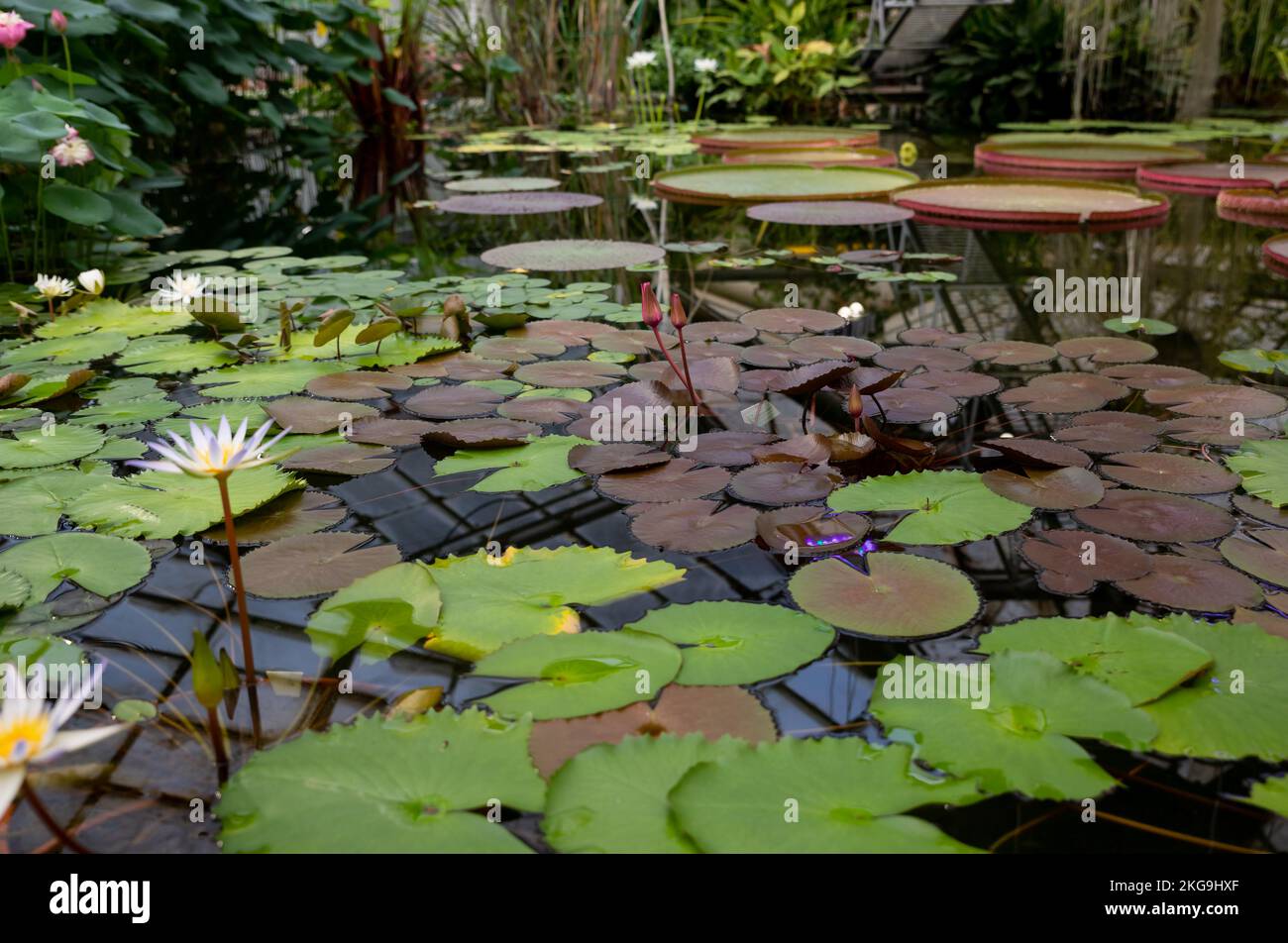 Magic bright water lily or lotus flower Perry's Orange Sunset in pond ...