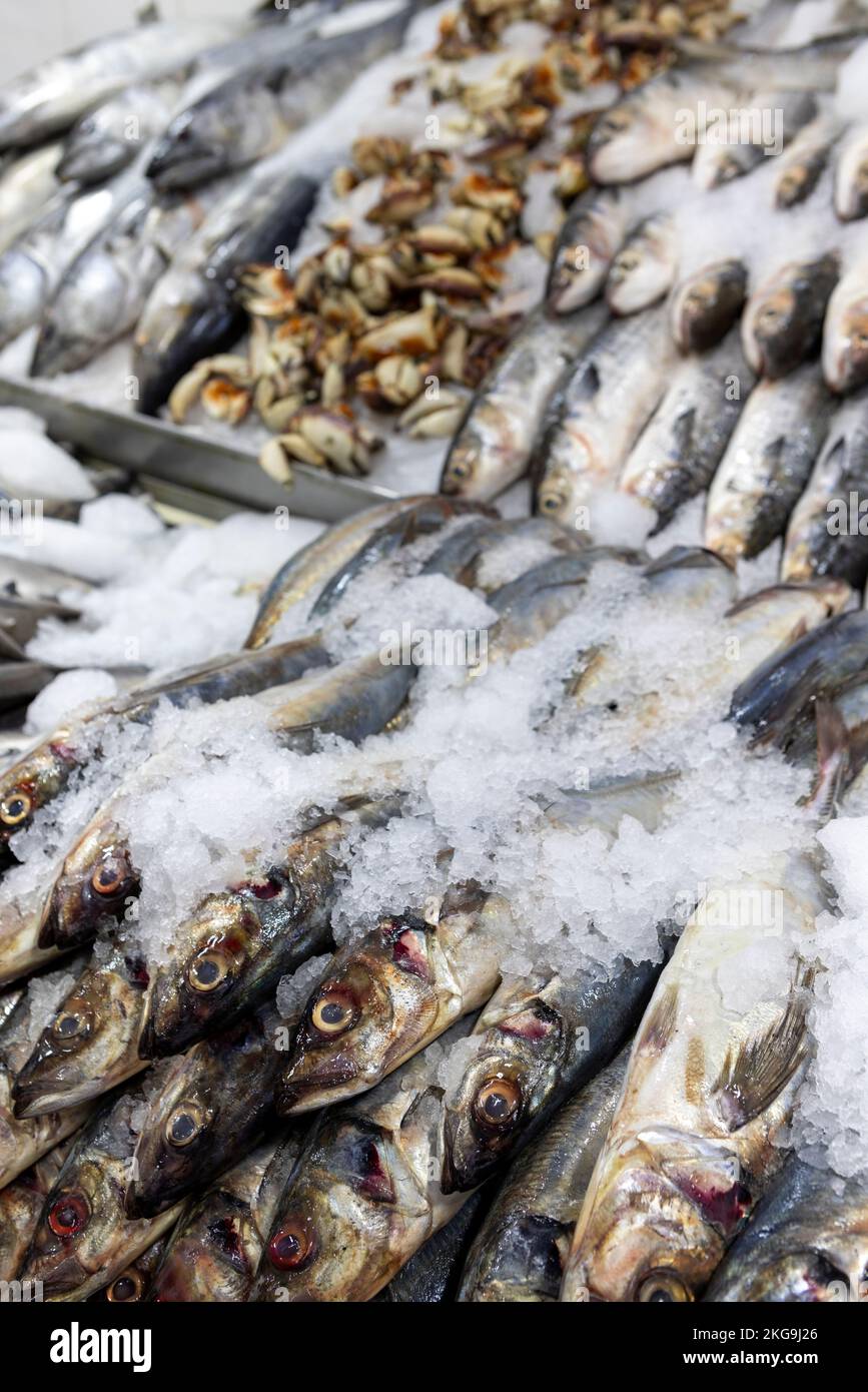 Selection of fish and seafood at the Central Market (Mercado Central ...