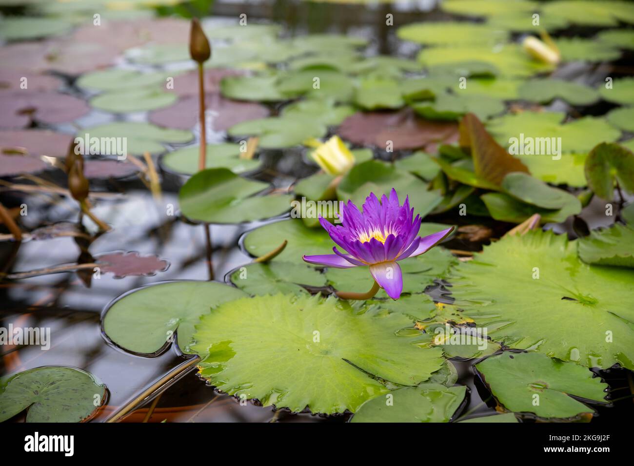 Perrys orange sunset hi-res stock photography and images - Alamy