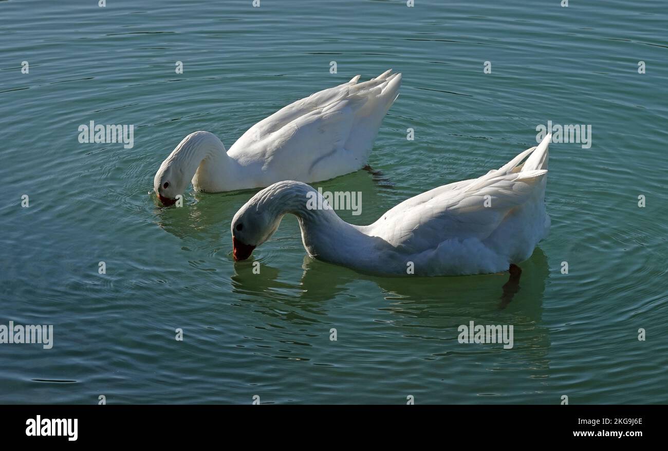 Domestic and wild animals together hi-res stock photography and images ...