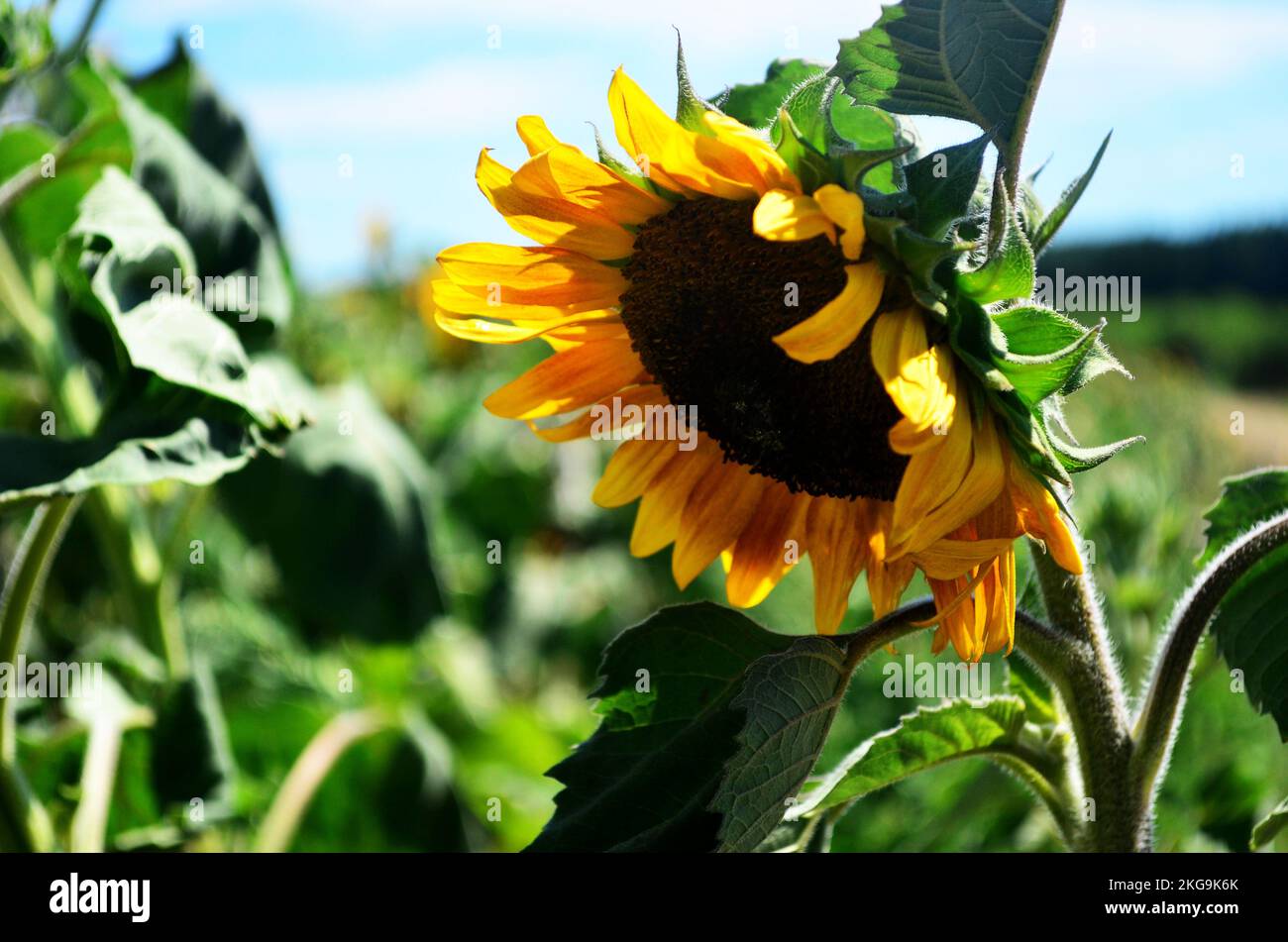 a sunflower in a field at a local orchard in northern Michigan Stock ...