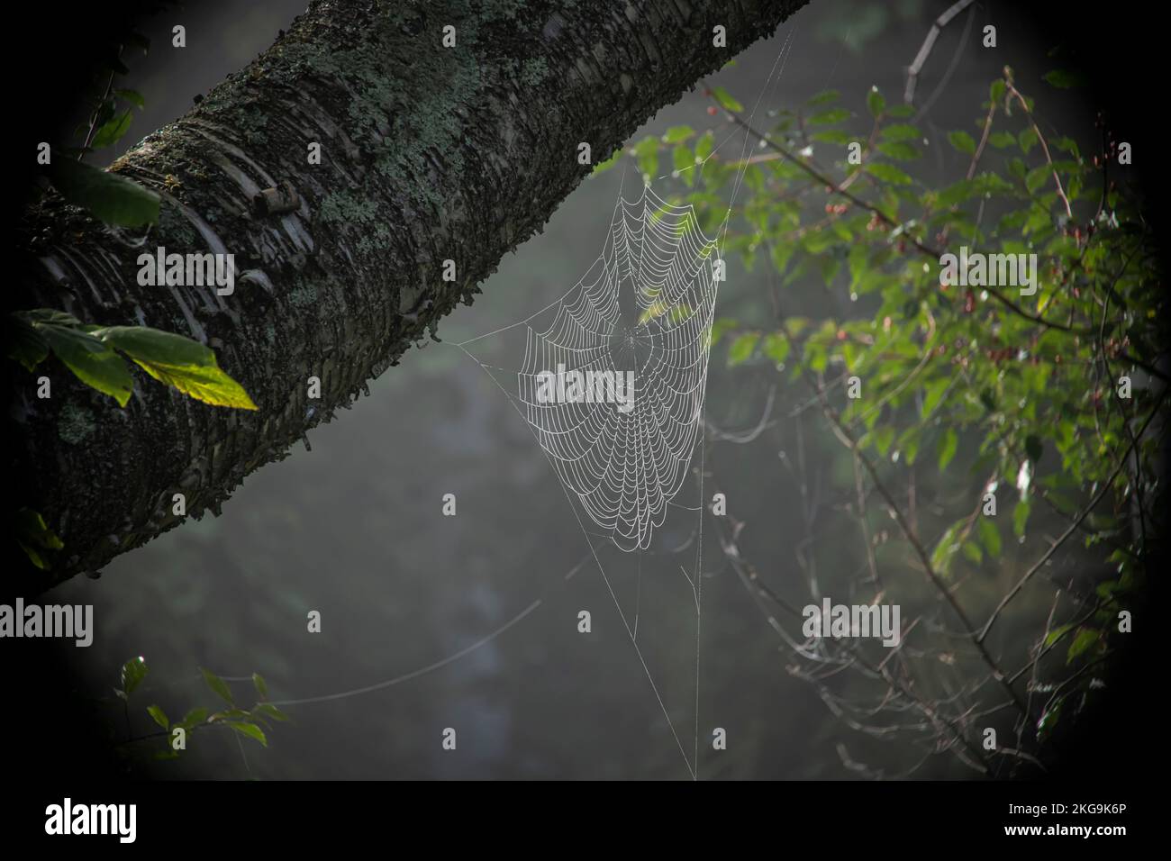 a spider web in a tree on a foggy morning in northern michigan Stock ...