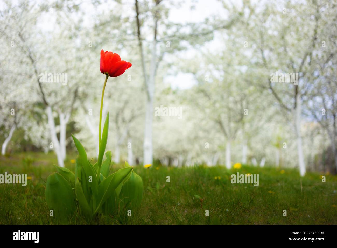 Tulip in a blooming cherry garden Stock Photo - Alamy