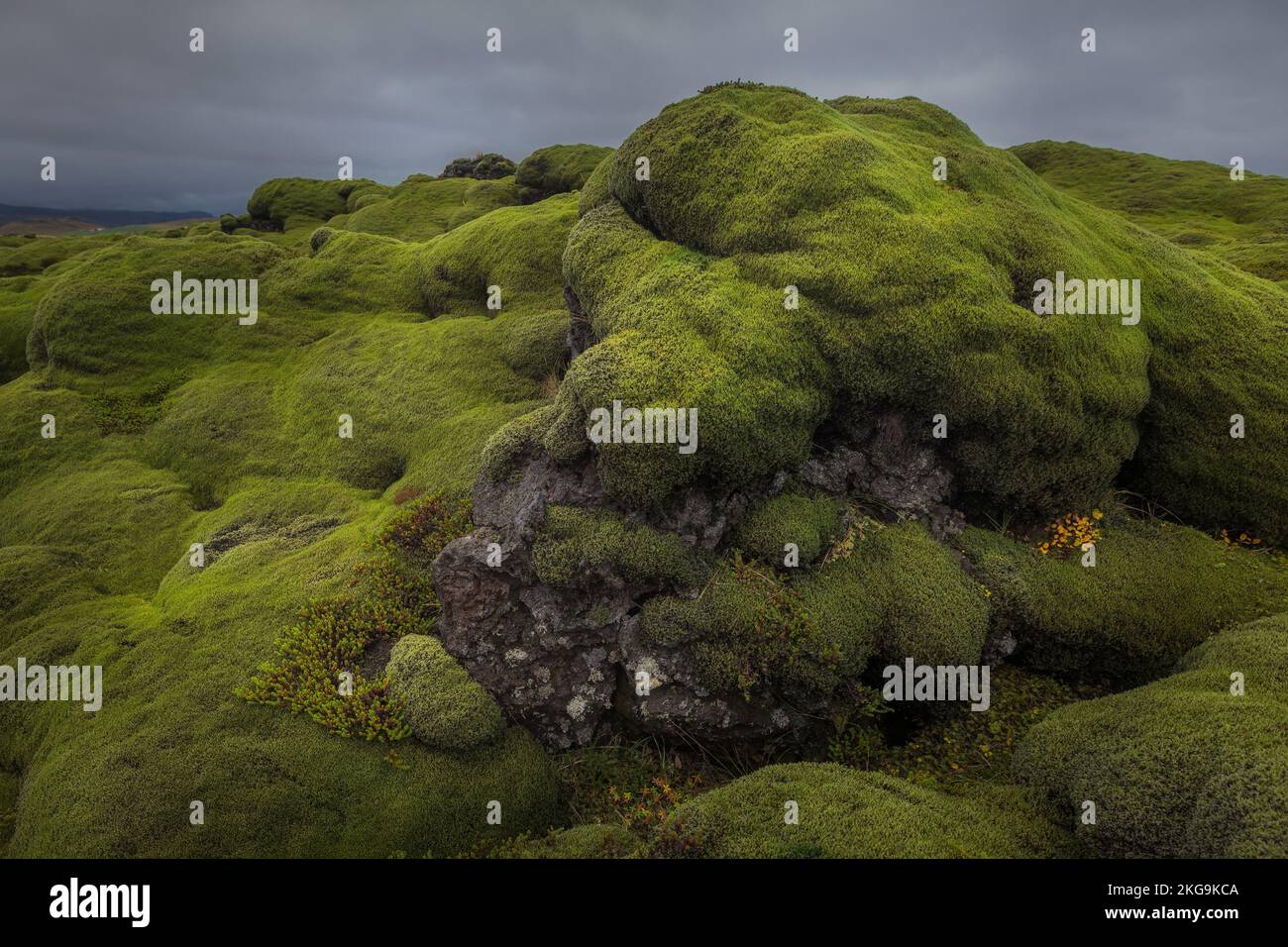 Icelandic green moss. Eldhraun Lava fields Stock Photo - Alamy