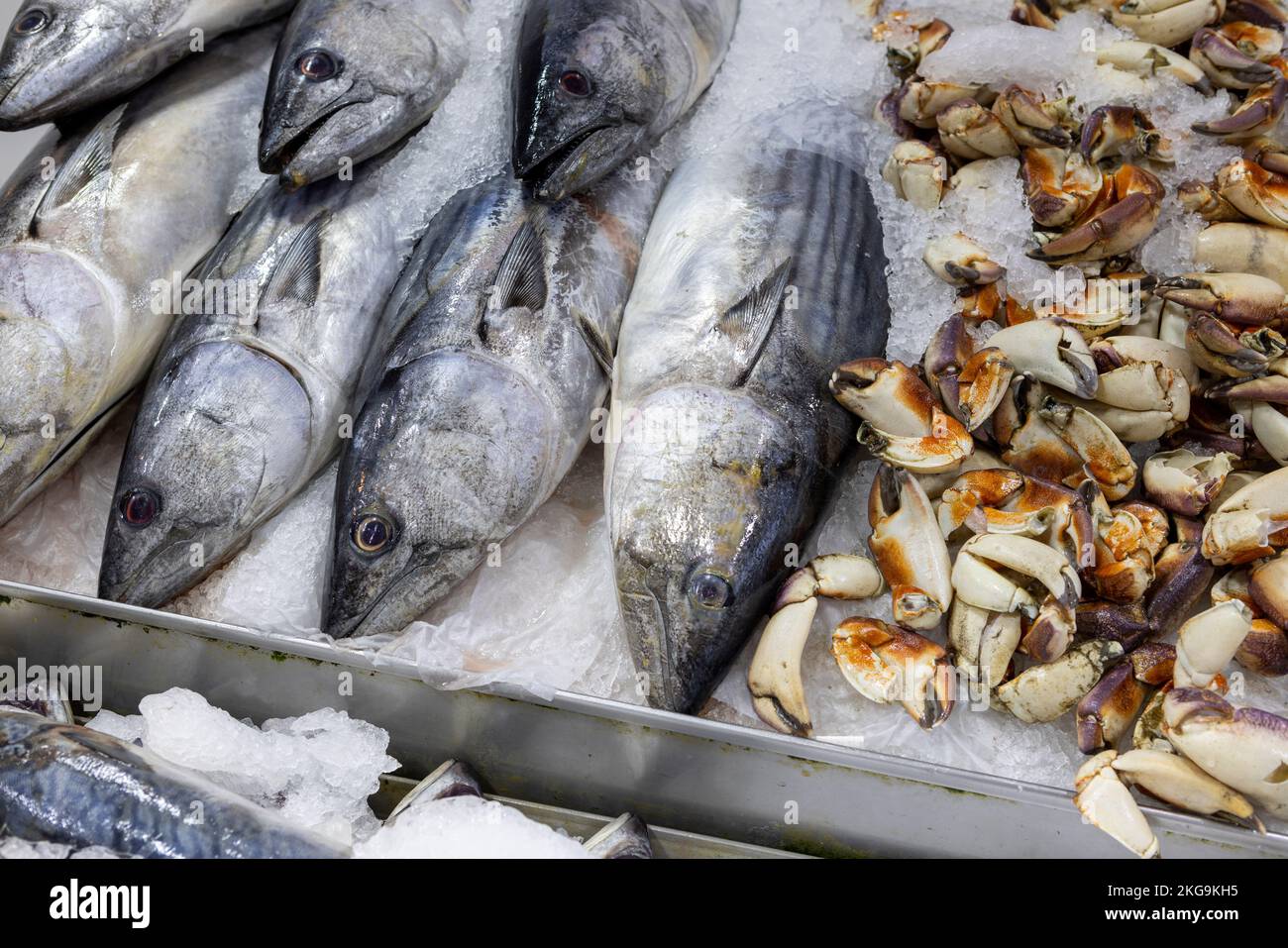 Selection of fish and seafood at the Central Market (Mercado Central ...