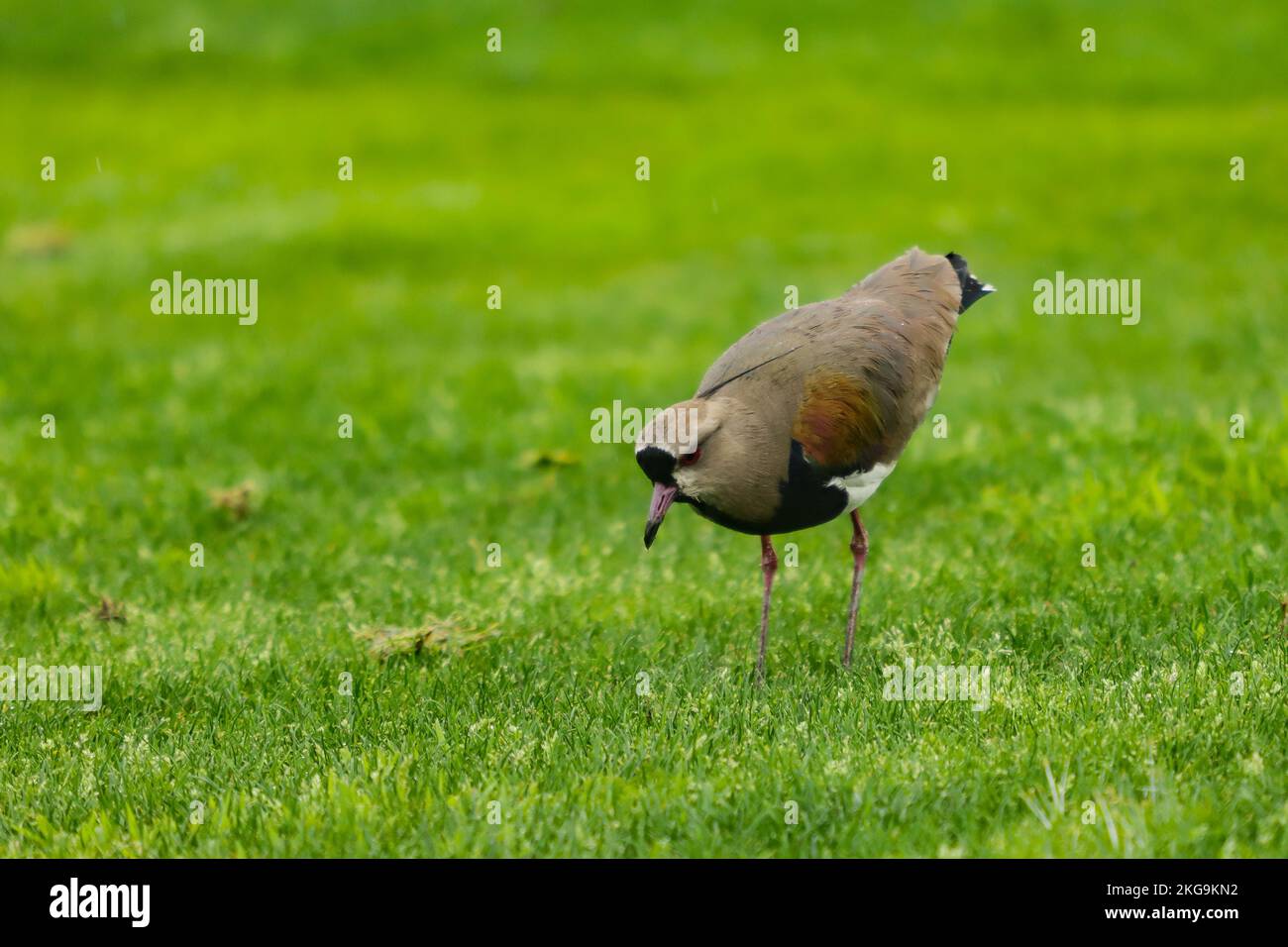 Bird known in Brazil as Quero-quero, Southern Lapwing in Portugal ...