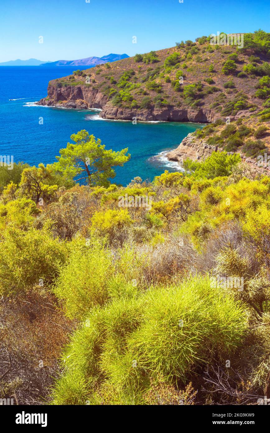 Beautiful steppe vegetation on the Carian trail. Aegean Sea, Turkey ...
