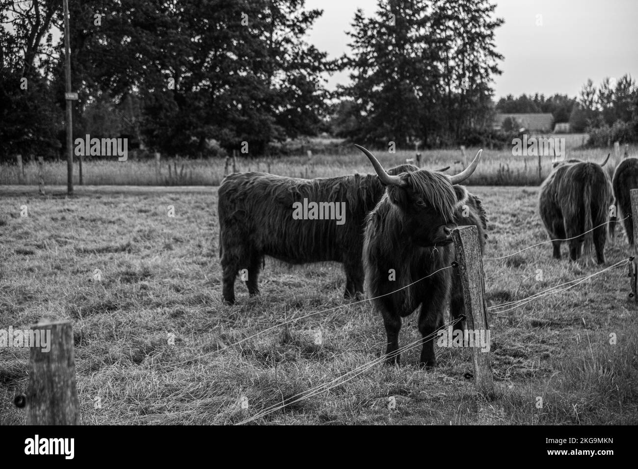 A grayscale of Highland cows (Bos Taurus Taurus) grazing in a pasture ...