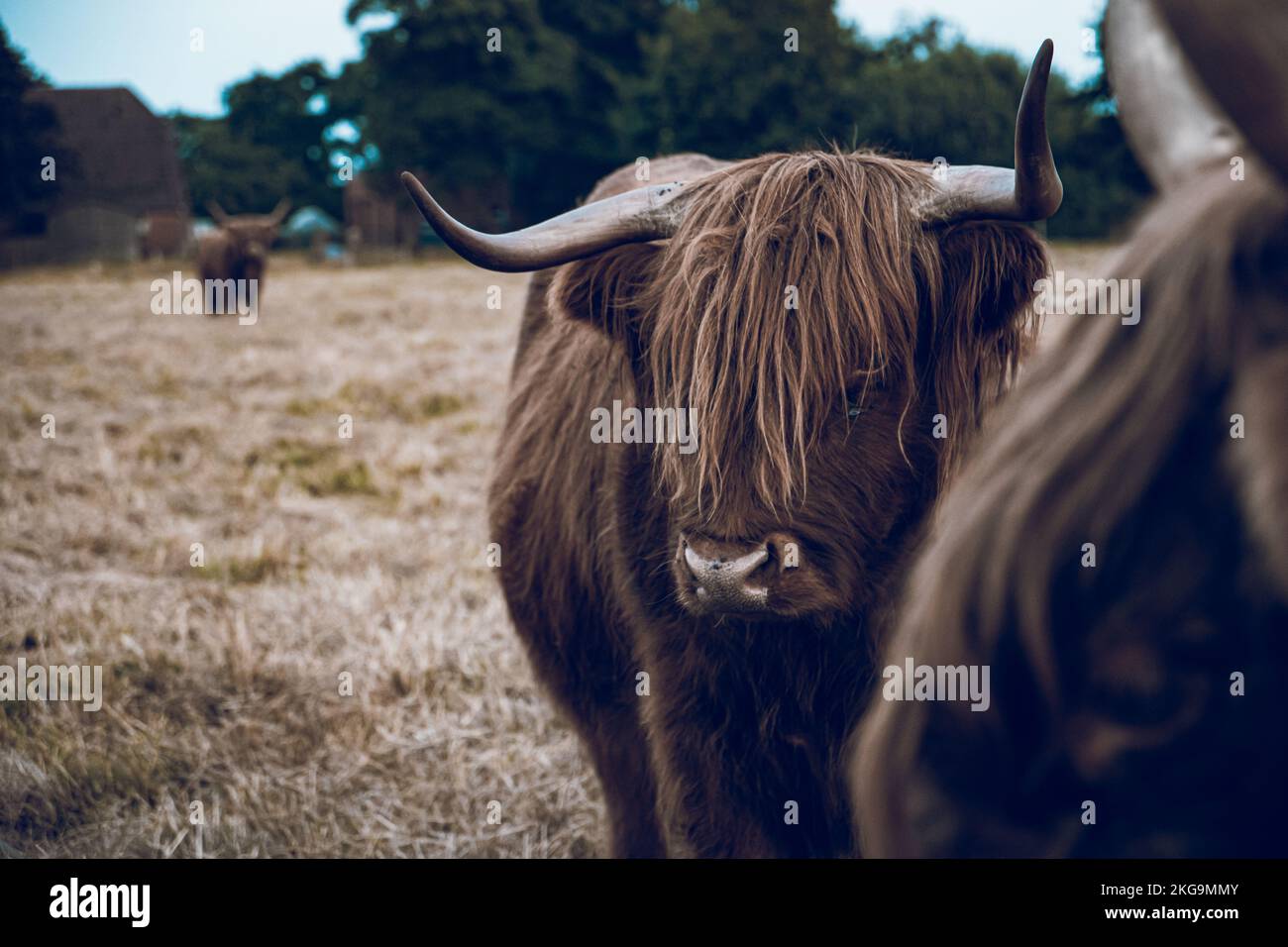 A selective shot of Highland cow (Bos Taurus Taurus) with long horns ...