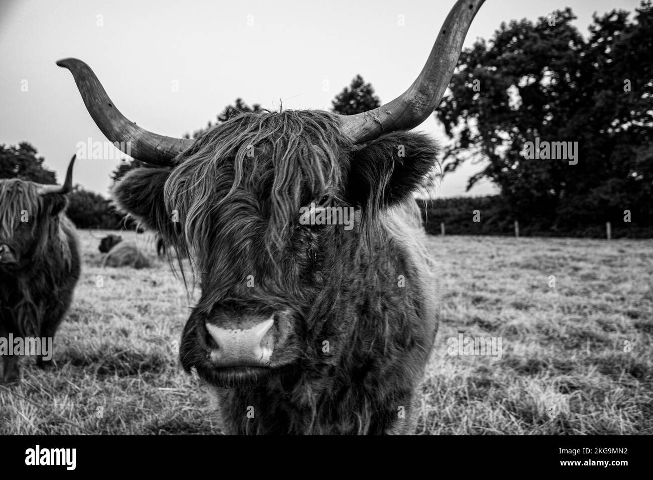 A grayscale of a Highland cow (Bos Taurus Taurus) with long horns and a ...