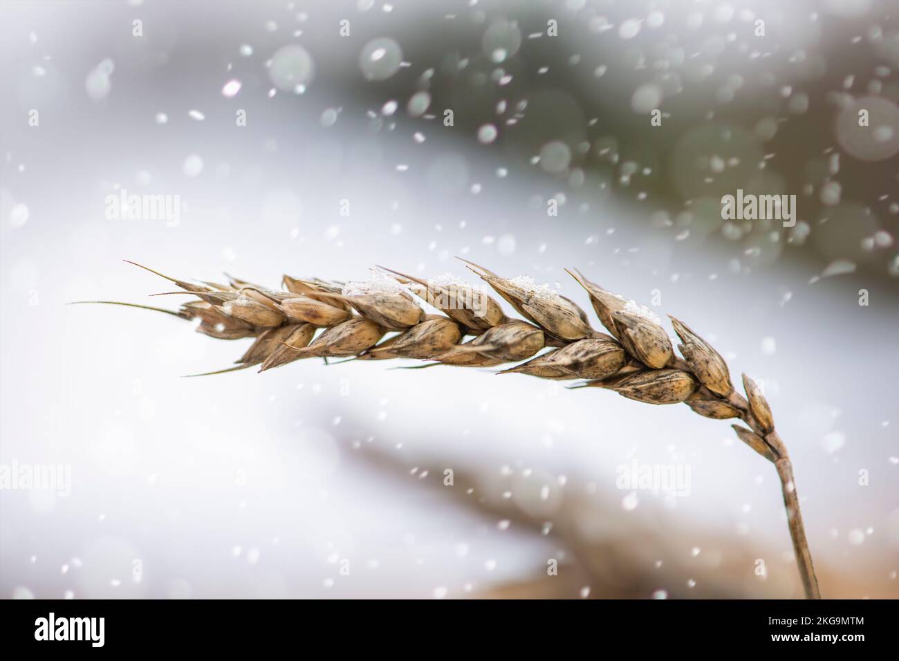 Unharvested grain hi-res stock photography and images - Alamy