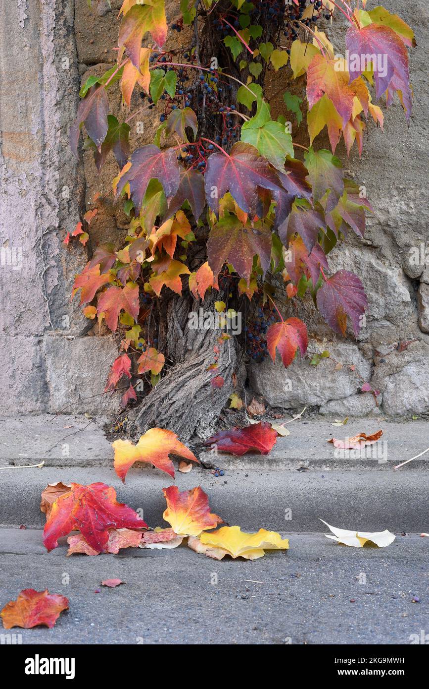 Autumn Virginia plant Creeping on a wall Stock Photo - Alamy